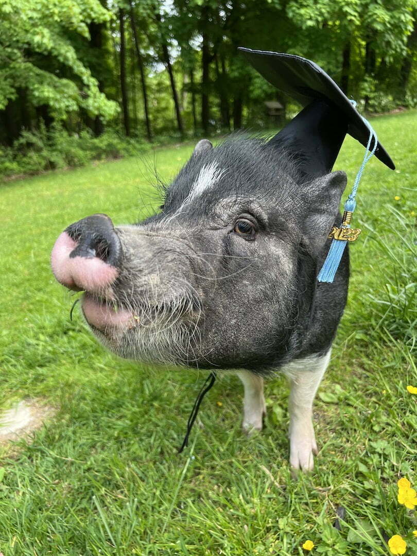 Private Parties | Tree Family Party Piggies